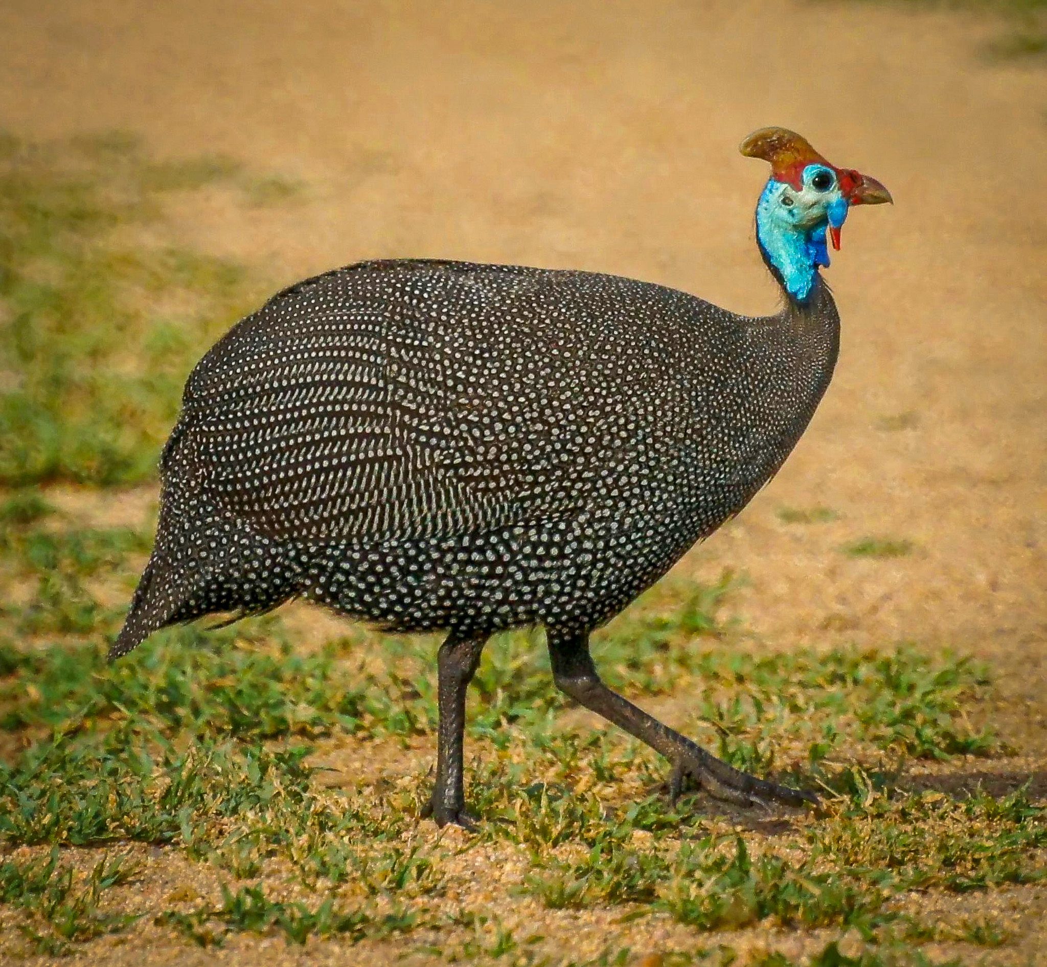 Special offer – Africa Booking Match