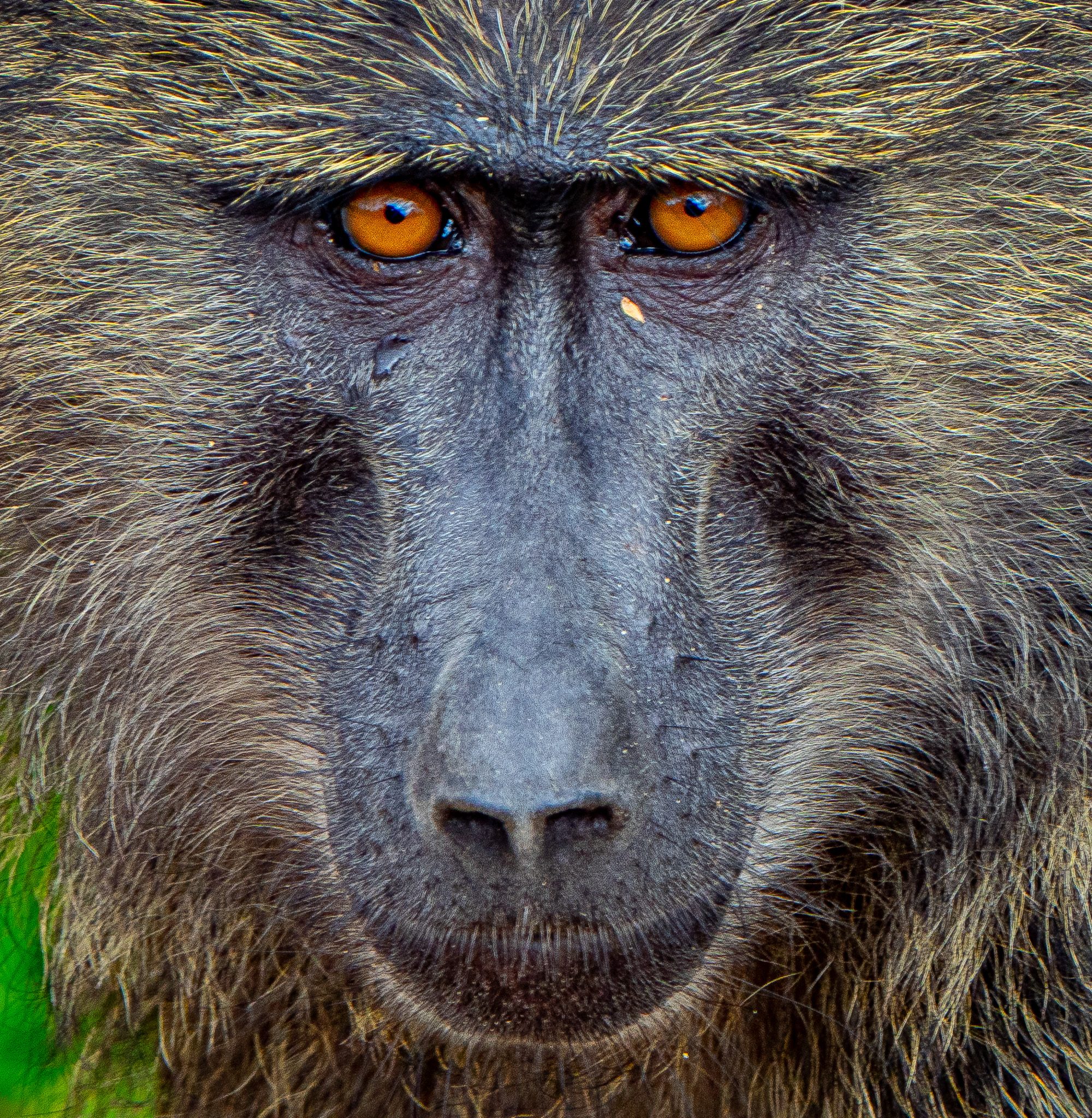 Special offer – Africa Booking Match